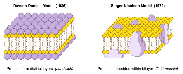 Phospholipids on emaze
