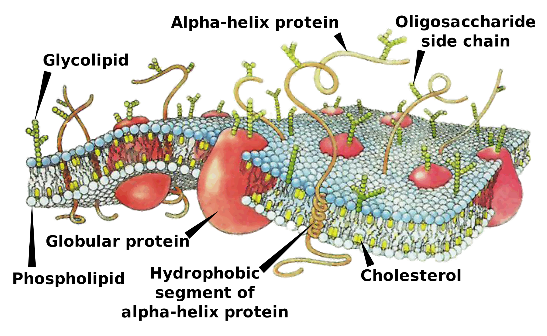 Phospholipids on emaze