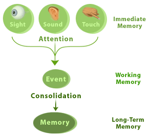 The Information Processing Model on emaze