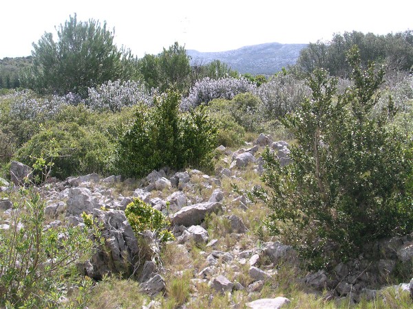 Mediterranean Scrub at emaze Presentation