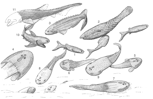 Silurian period Science at emaze Presentation