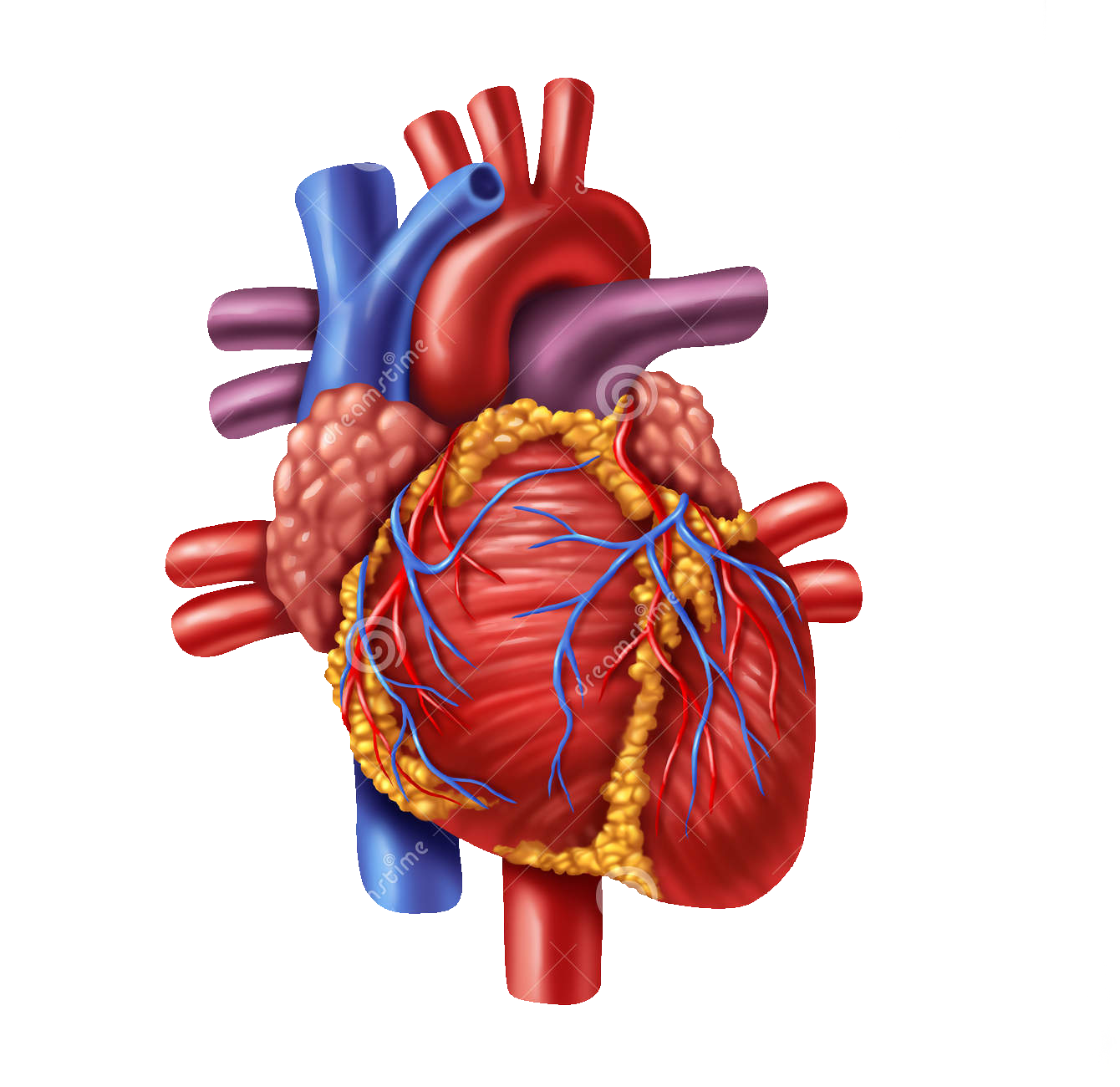 Cardiovascular on emaze
