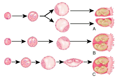 Spreekbeurt Tweelingen on emaze