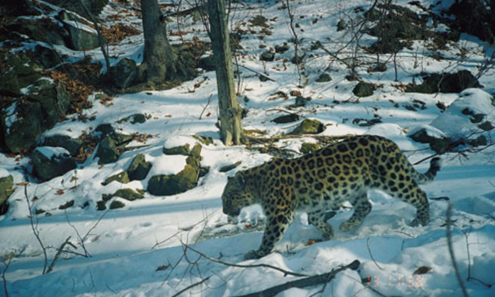 Amur Leopard on emaze