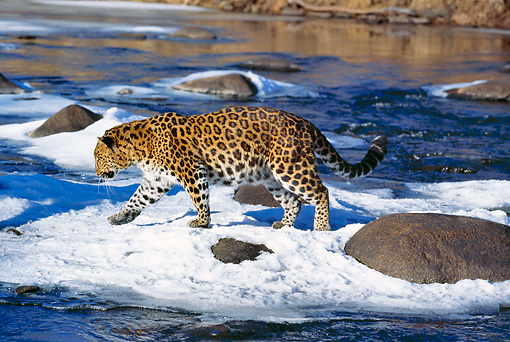 Amur Leopard at emaze Presentation