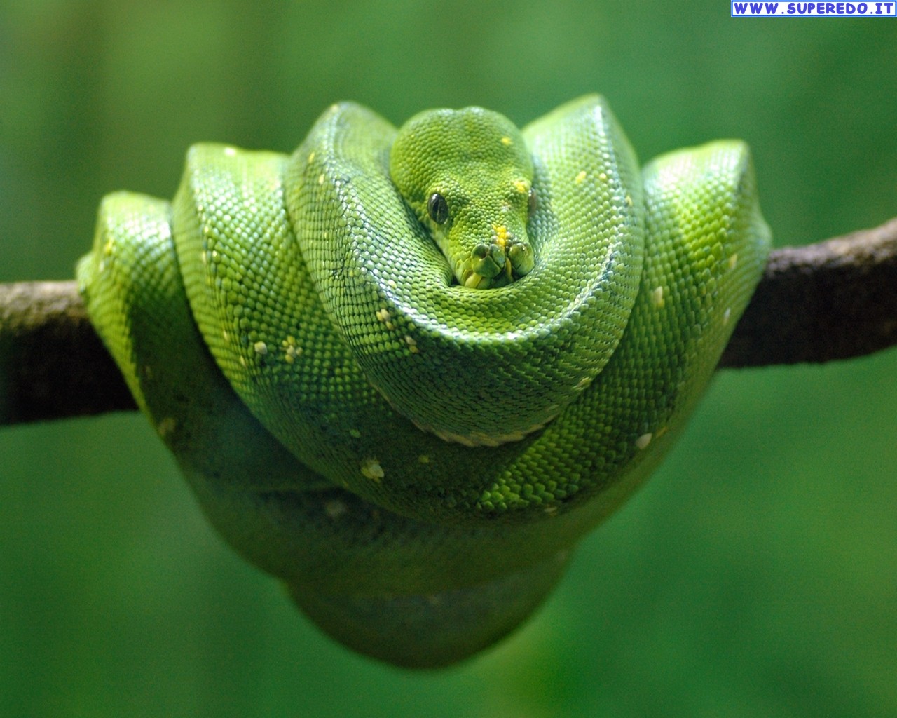 I RETTILI 20th at emaze Presentation