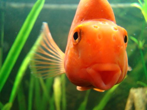 PECES HIBRIDOS on emaze