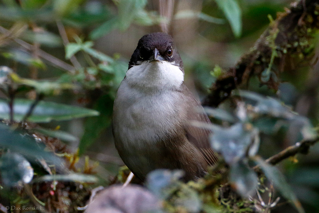 BIODIVERSIDAD ANIMAL on emaze