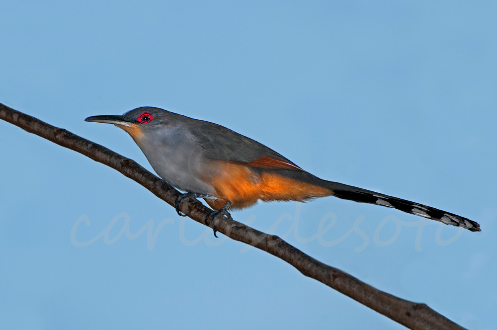 BIODIVERSIDAD ANIMAL on emaze