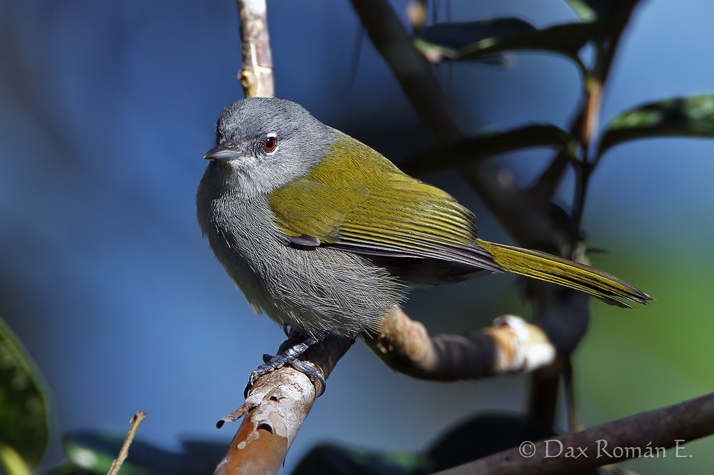 BIODIVERSIDAD ANIMAL on emaze