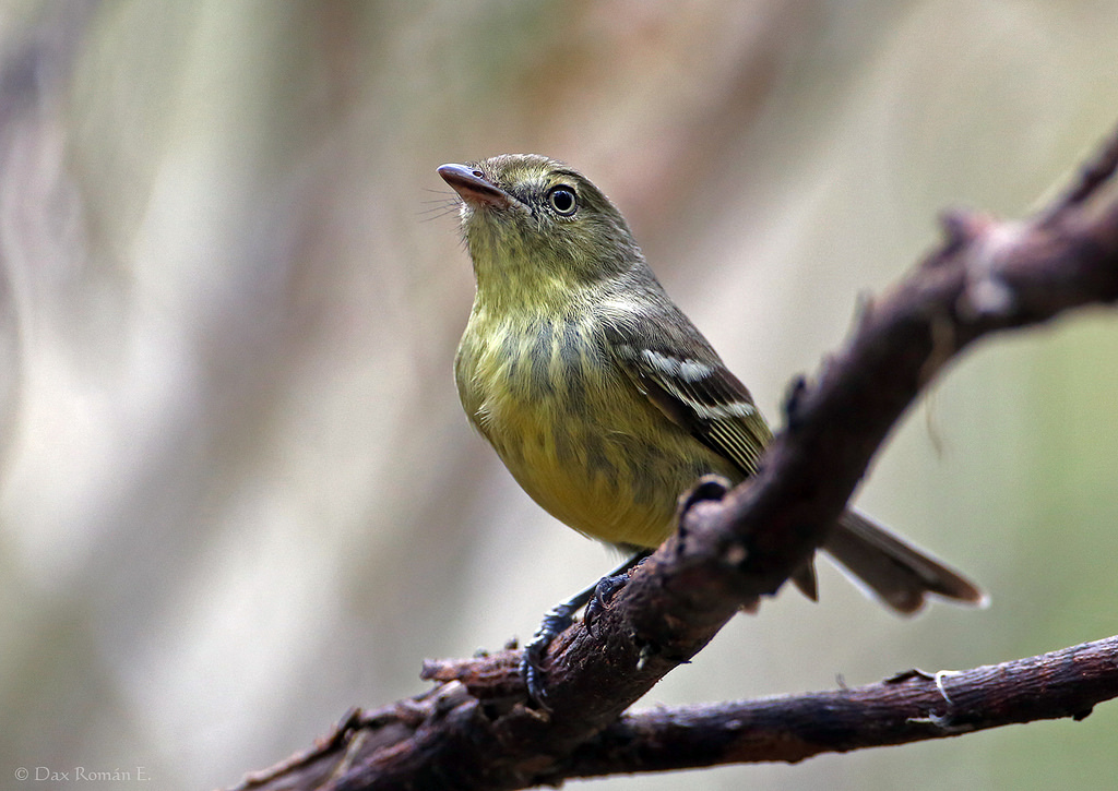 BIODIVERSIDAD ANIMAL on emaze