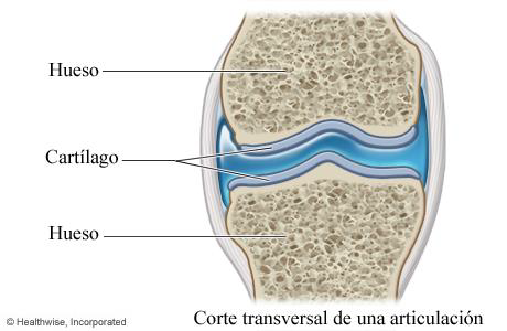 Sistema óseo On Emaze