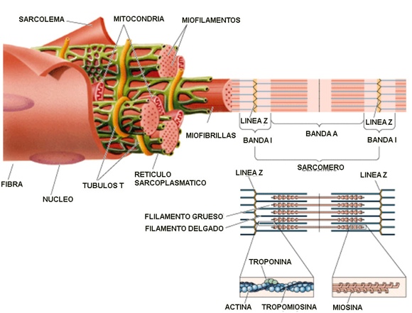 Tejido Muscular copy1 on emaze
