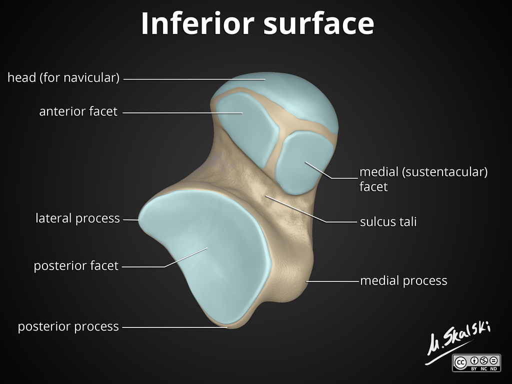 Talus Frakturen at emaze Presentation
