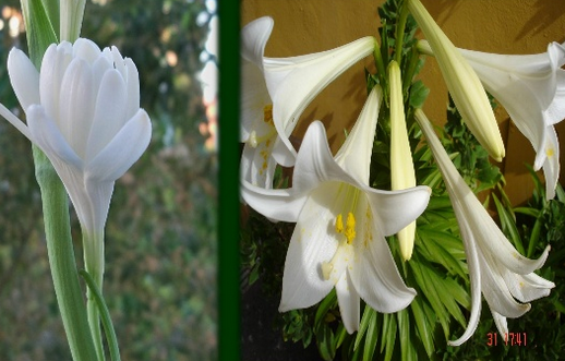 la flor at emaze Presentation