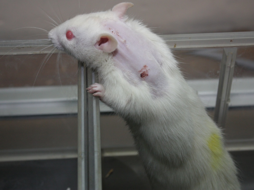 Rakesh_PUBLIC DEFENSE.pptx on emaze