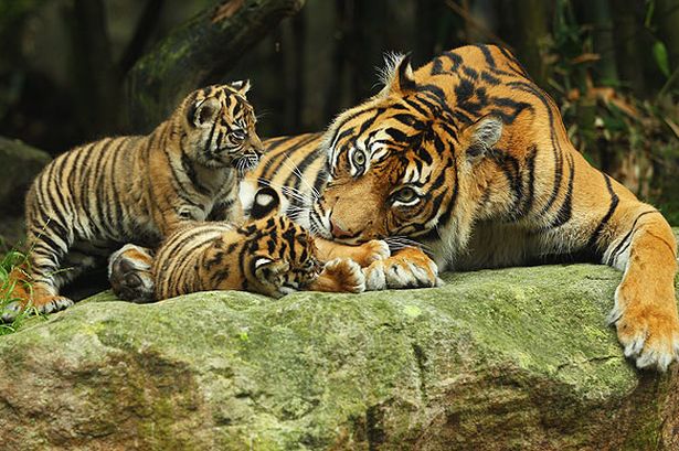 Sumatran Tiger at emaze Presentation