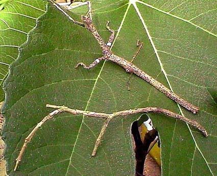 le mimetisme on emaze