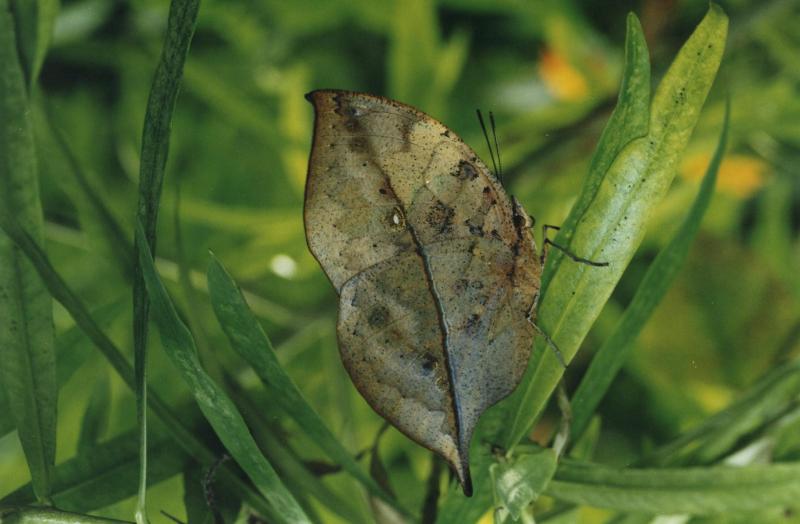 le mimetisme on emaze