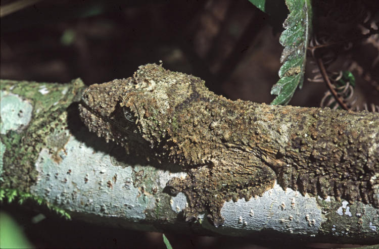 le mimetisme on emaze