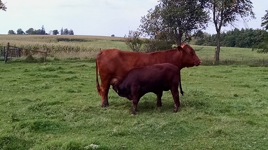 Barzona Cattle at emaze Presentation