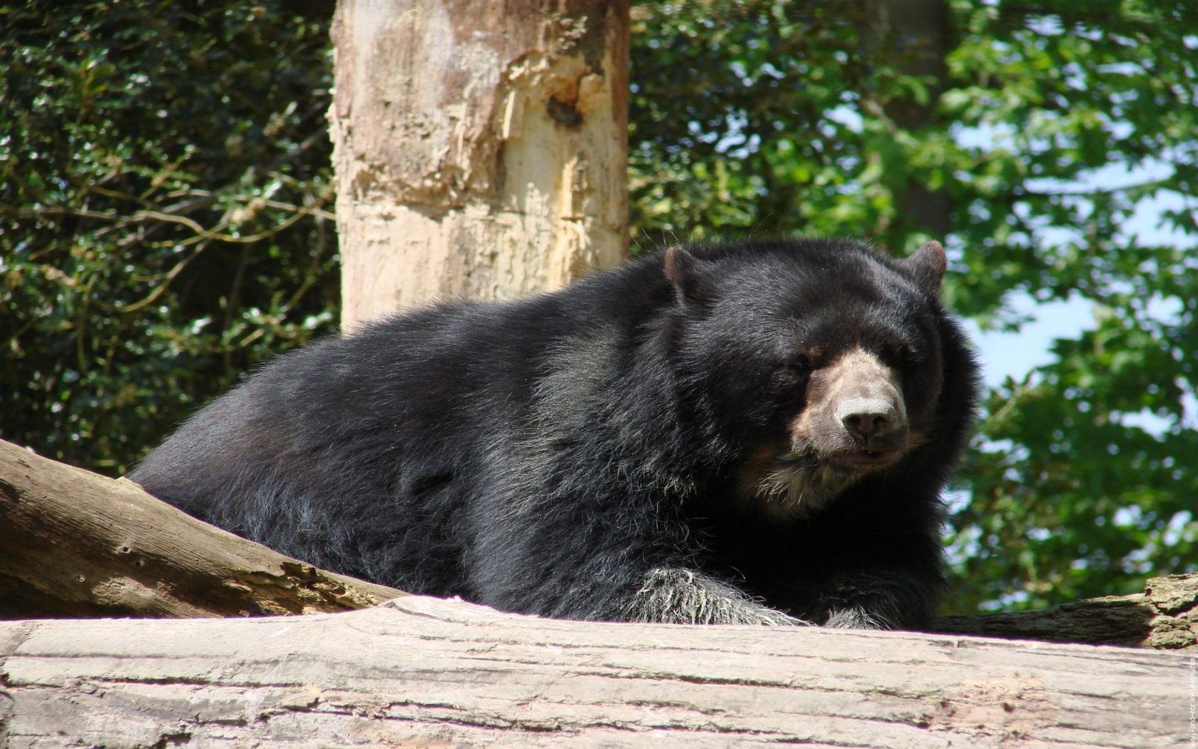La biodiversidad de México on emaze