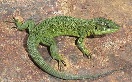 La biodiversidad de México on emaze