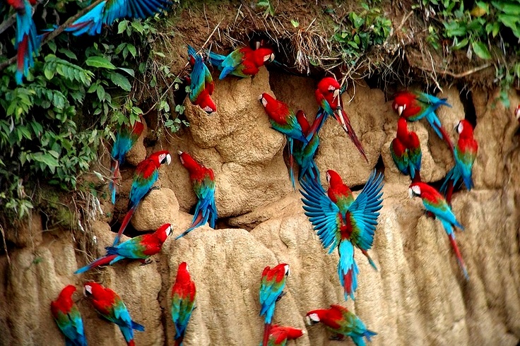 La biodiversidad de México on emaze