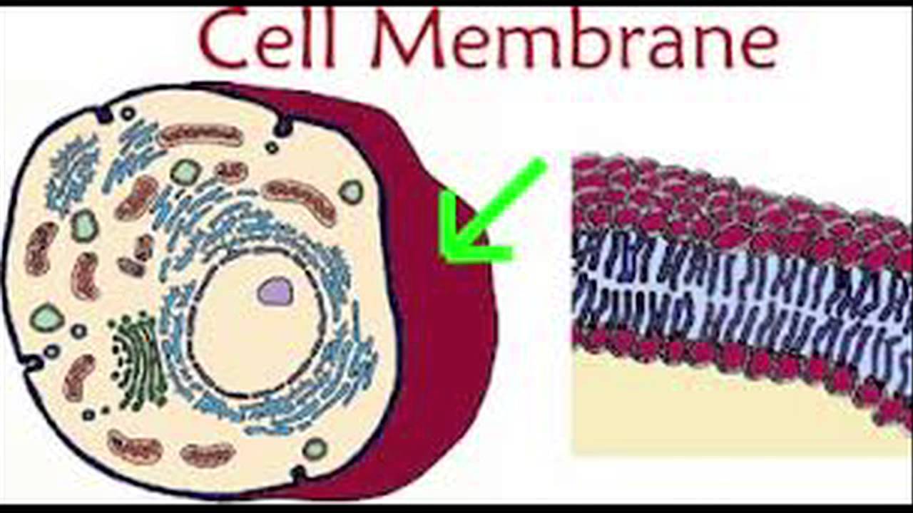 Comparing a Cell to a House at emaze Presentation
