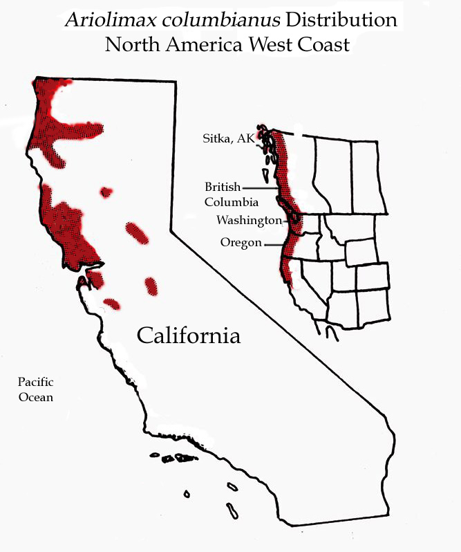 Banana Slug at emaze Presentation