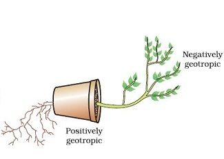 Plant kingdom at emaze Presentation