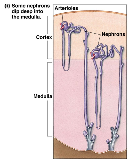 Fisiología Renal on emaze