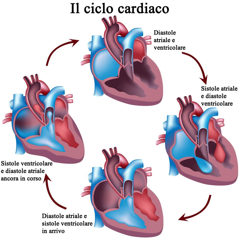 Apparato Cardiovascolare on emaze