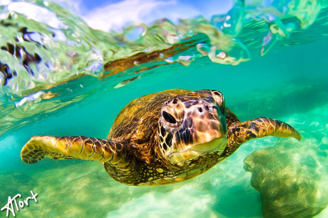 The development and reproduction of a Green sea turtle on emaze