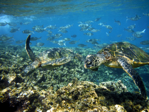 The development and reproduction of a Green sea turtle at emaze ...