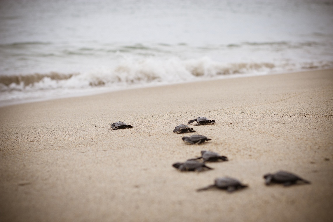 The development and reproduction of a Green sea turtle at emaze ...