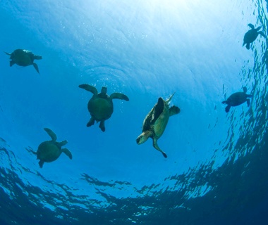 The development and reproduction of a Green sea turtle at emaze ...