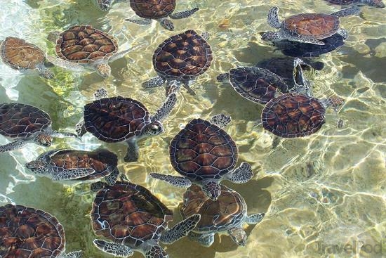 The development and reproduction of a Green sea turtle on emaze