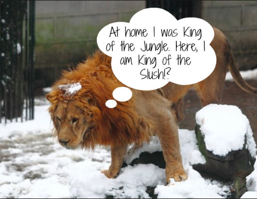 zoos good or bad at emaze Presentation