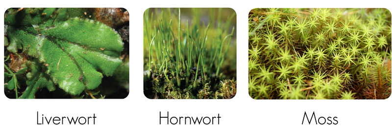 Mosses Liverworts and Hornworts on emaze