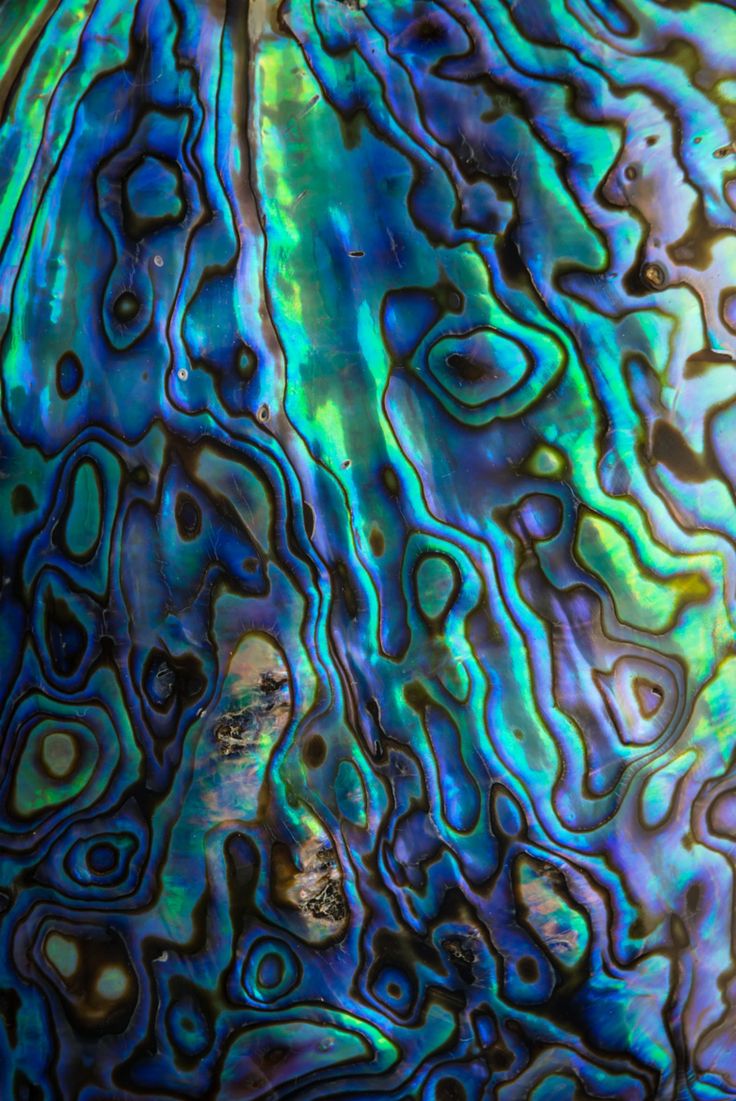 Pihau Paua at emaze Presentation