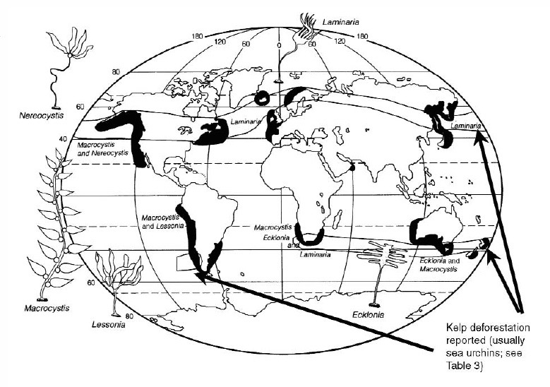 KELP FORESTS at emaze Presentation