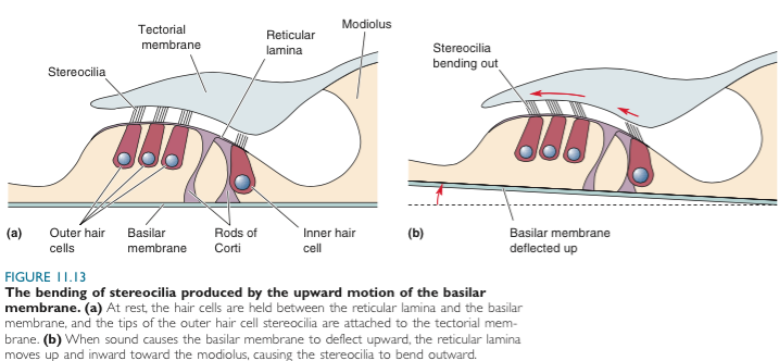[NEURO] Presentation on Ear Due OCT 13 +5.pptx on emaze