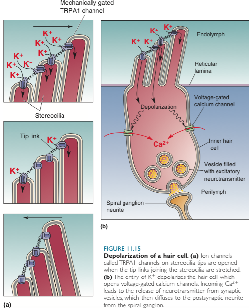 [NEURO] Presentation on Ear Due OCT 13 +5.pptx on emaze