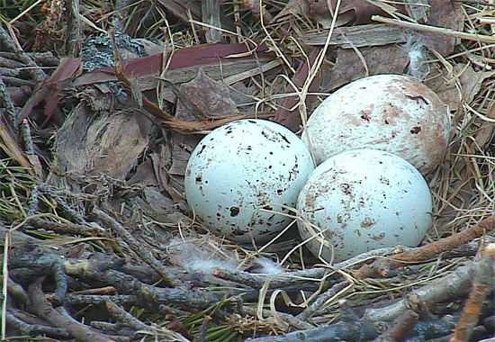 Red Tailed Hawk Eggs