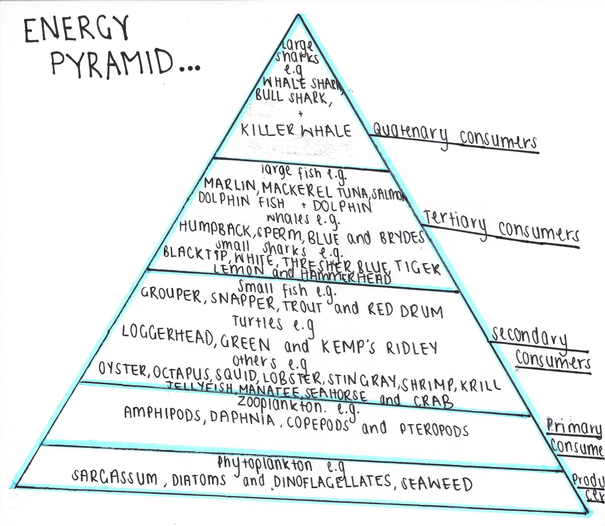 Gulf of Mexico Oil Spill, 2010 on emaze