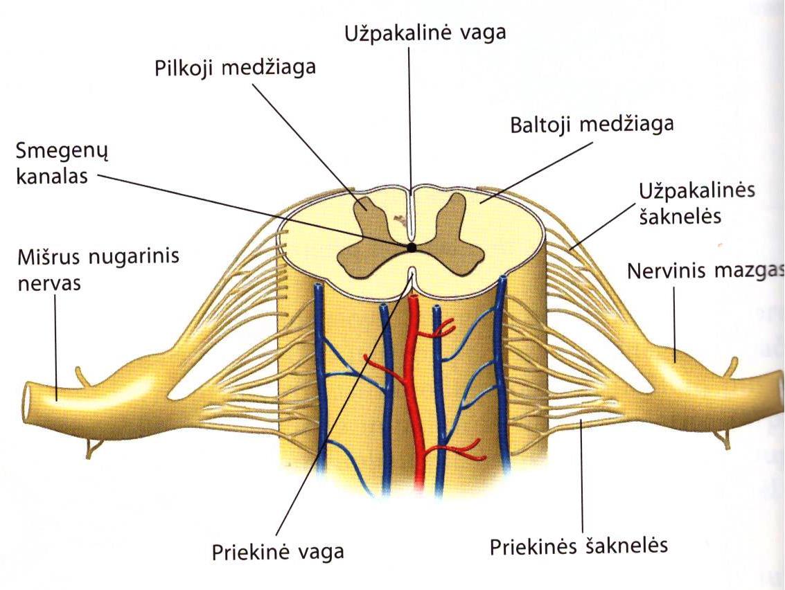 NUGAROS SMEGENYS IR REFLEKSAS.pptx on emaze