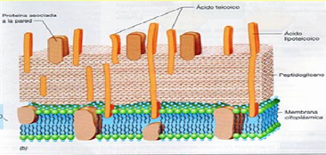 BAAR 2.1 at emaze Presentation