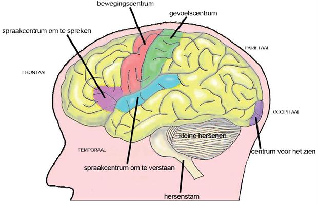 hersenen at emaze Presentation
