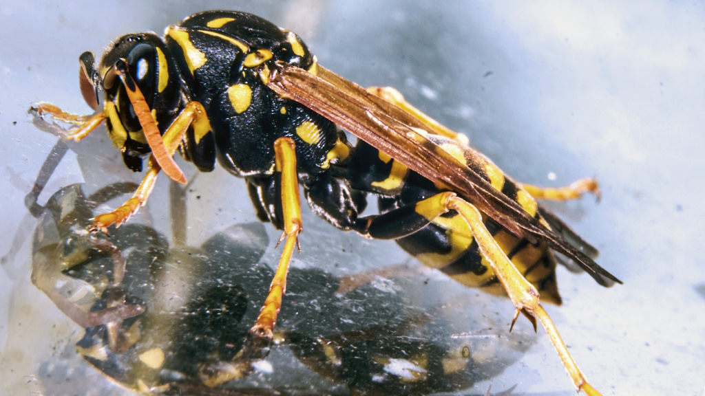 PANDA ANTS at emaze Presentation